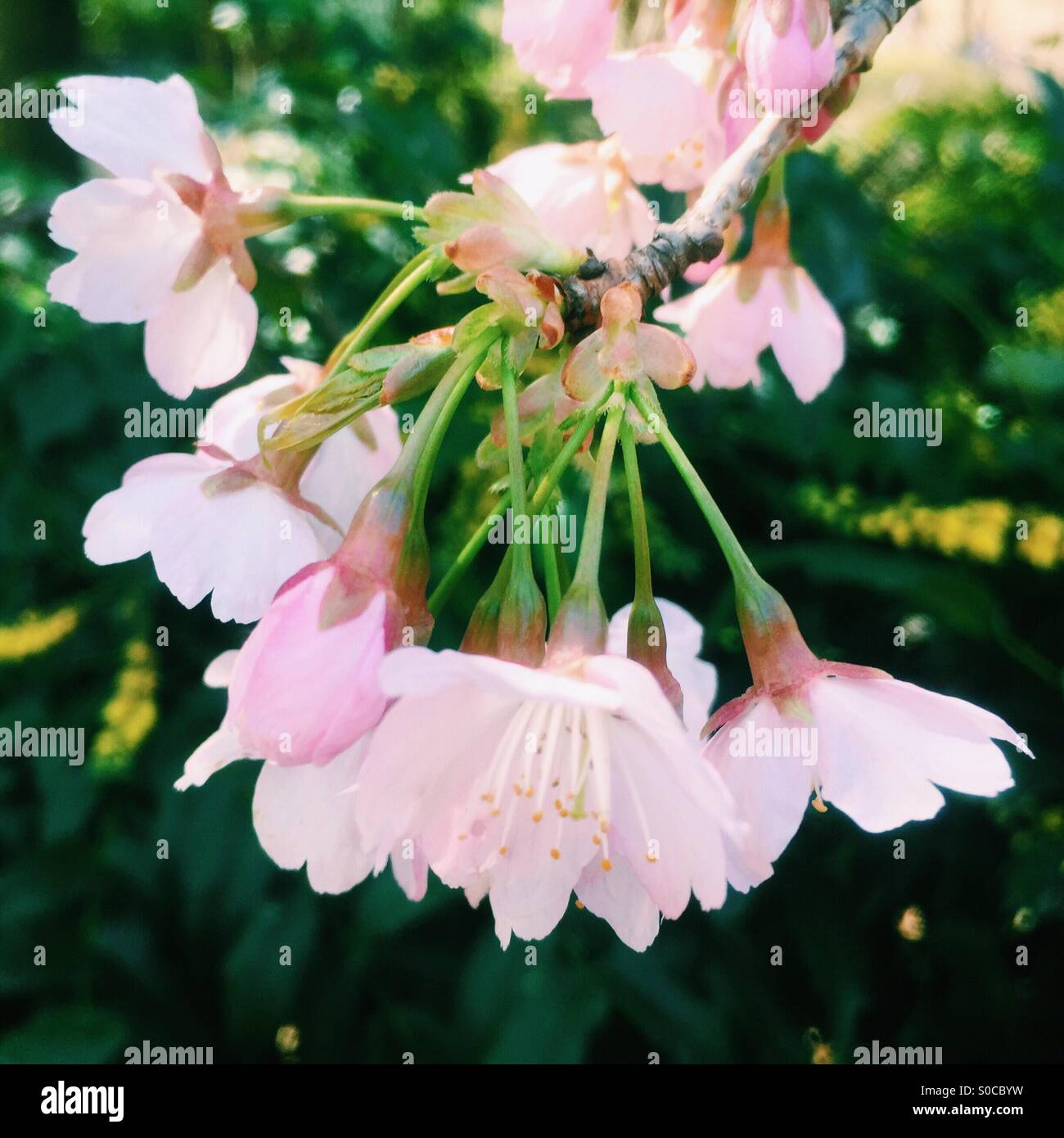 Early sakura hi-res stock photography and images - Alamy