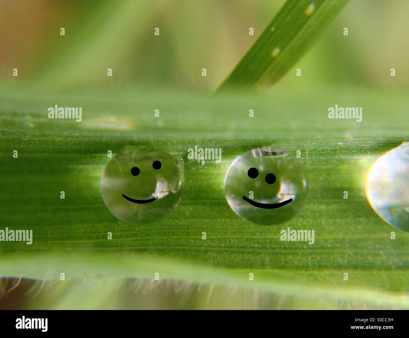 Two raindrops with smiley faces Stock Photo - Alamy