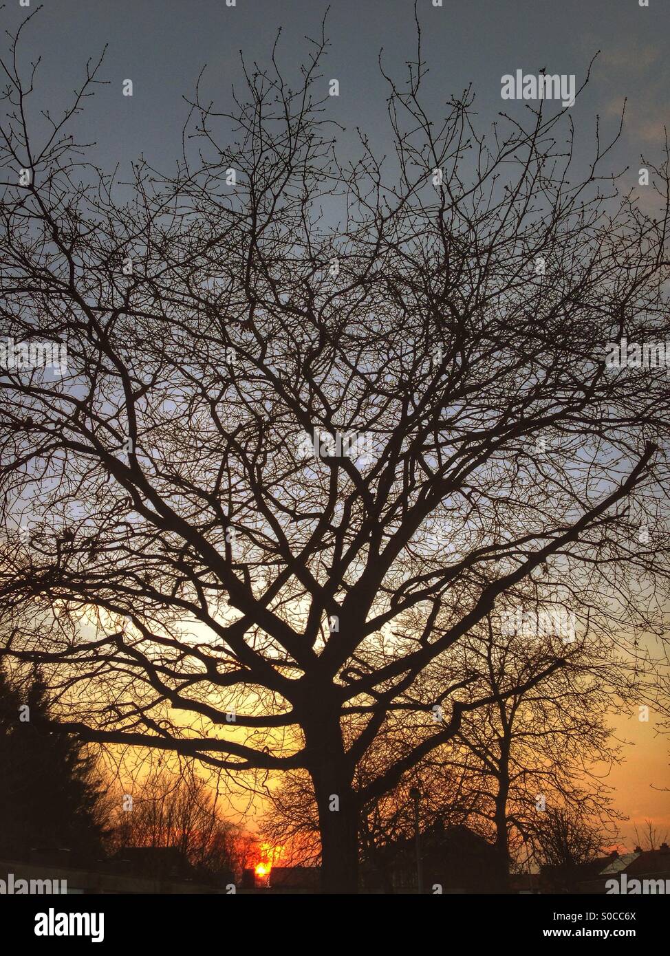 Sundown tree hi-res stock photography and images - Alamy