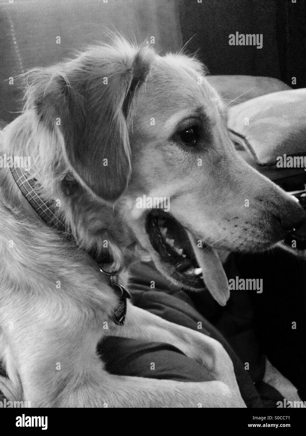 Happy face dog hi-res stock photography and images - Alamy