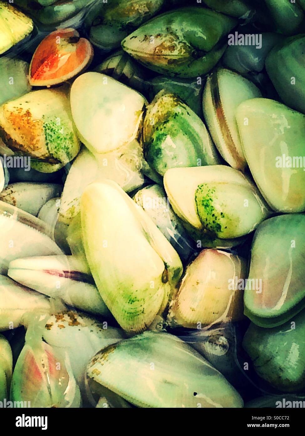 Freshwater Clams High Resolution Stock Photography and Images - Alamy