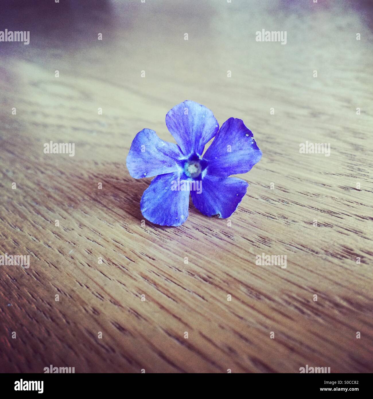 Desk flower hi-res stock photography and images - Alamy