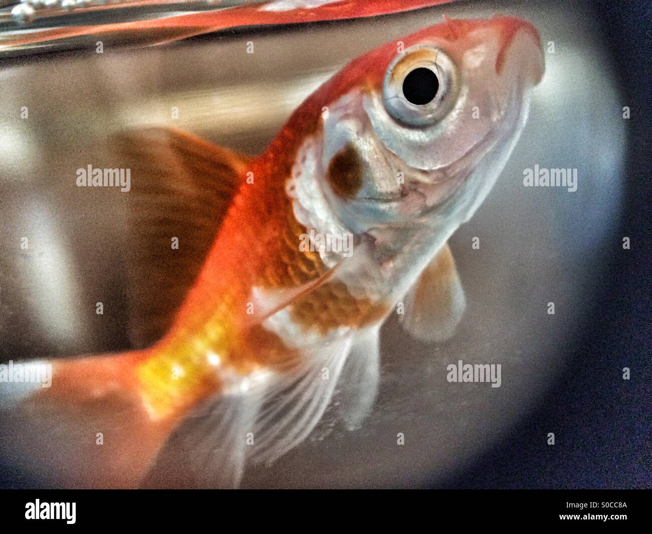 Gasping fish hi-res stock photography and images - Alamy