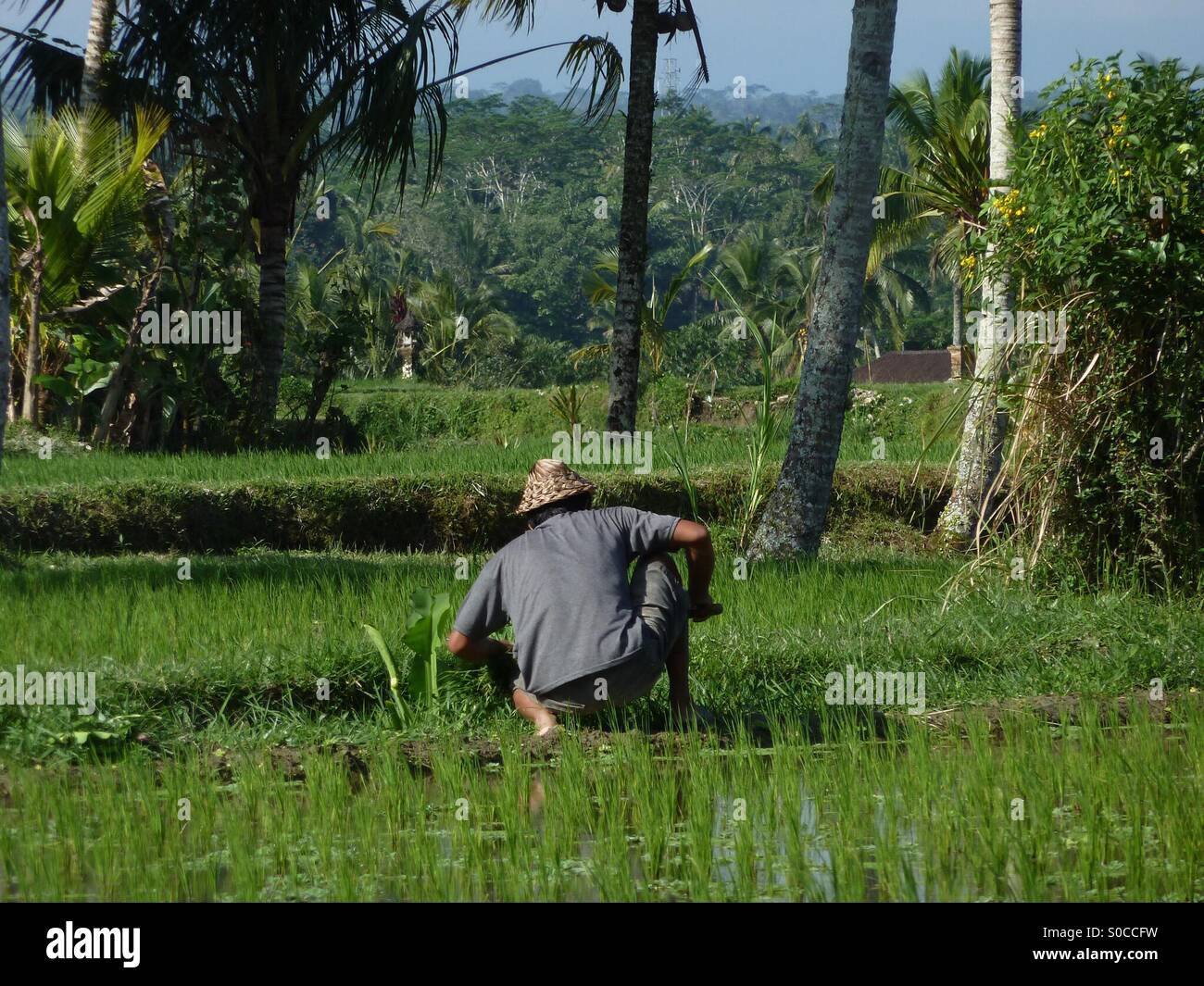 Rice picker hi-res stock photography and images - Alamy