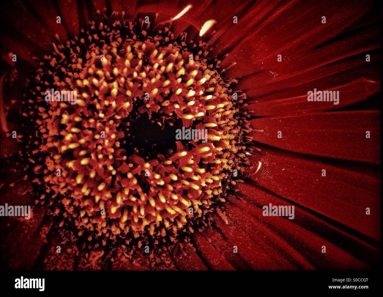 Gerbera hybrida hi-res stock photography and images - Alamy