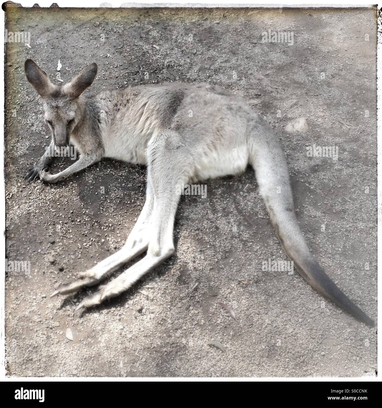 Kangaroo lying down hi-res stock photography and images - Alamy