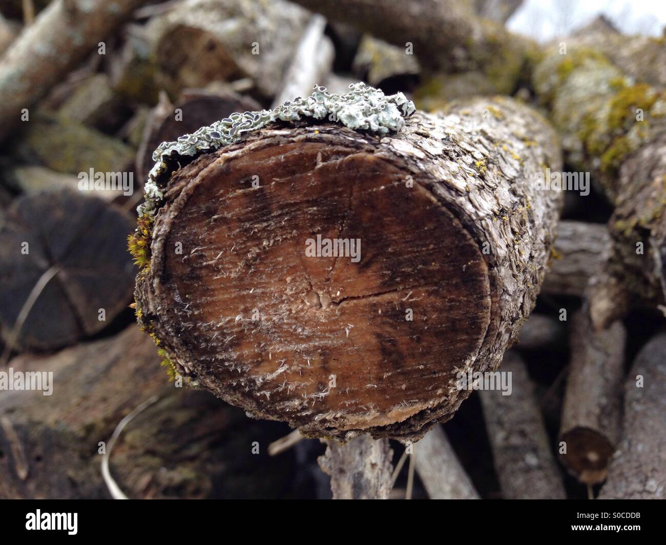 Log pile end hi-res stock photography and images - Alamy