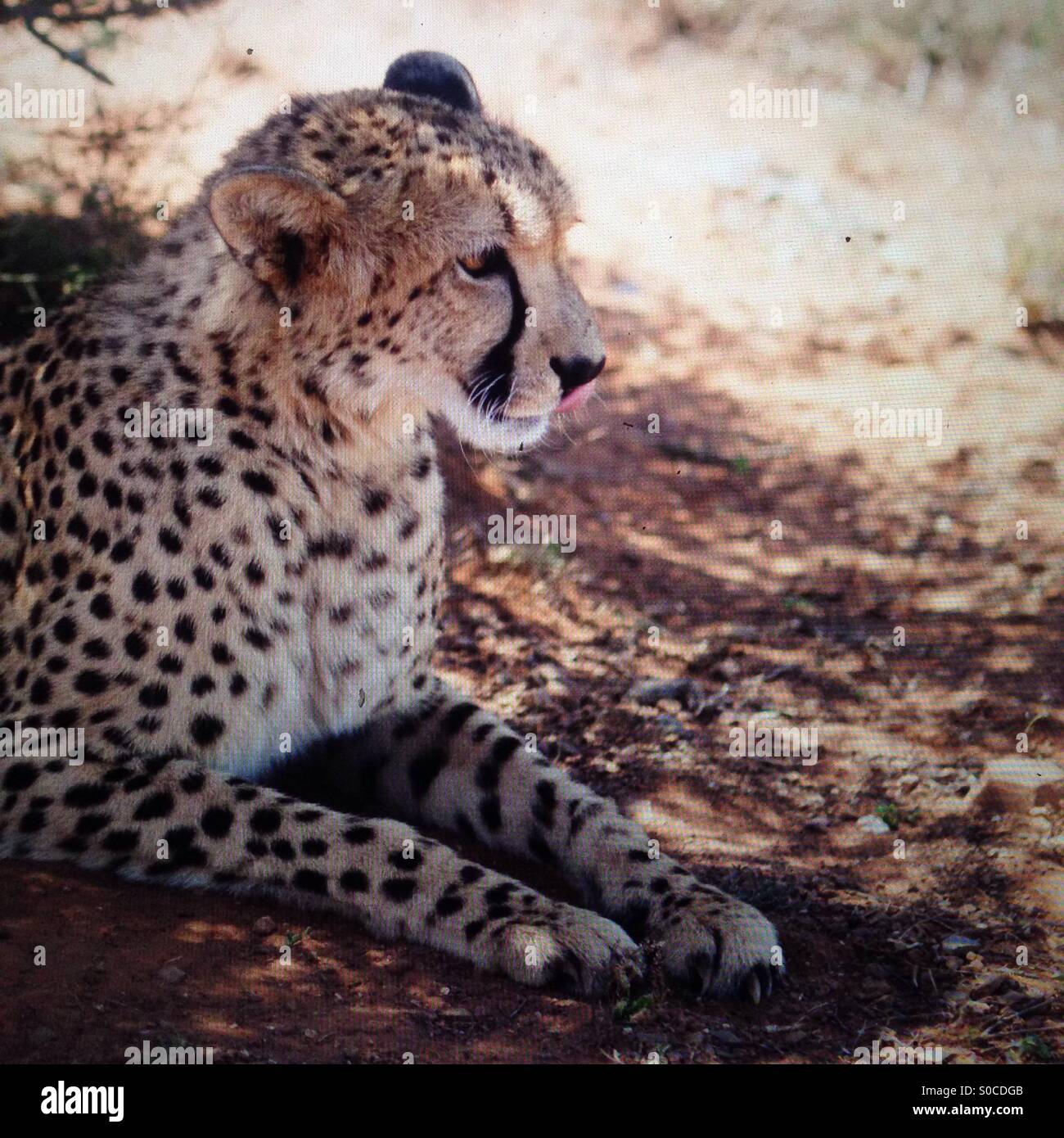 Cheetah jungle hi-res stock photography and images - Alamy