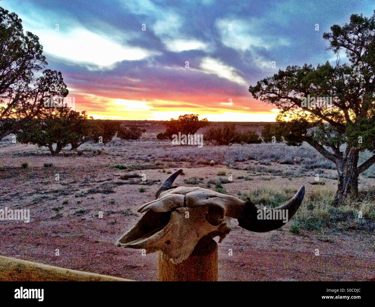 Bison skull hi-res stock photography and images - Alamy