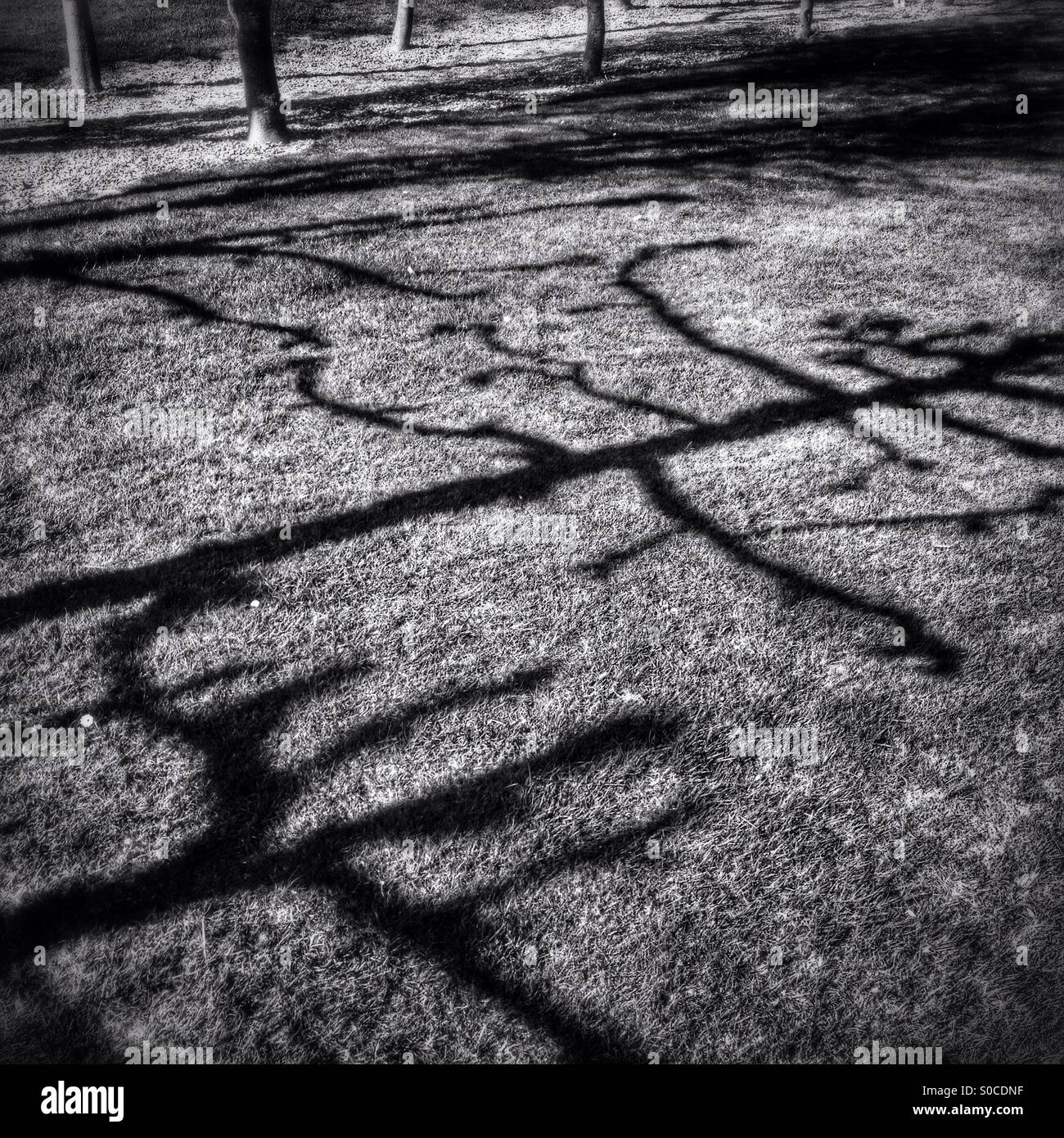 Tree shadows hi-res stock photography and images - Alamy