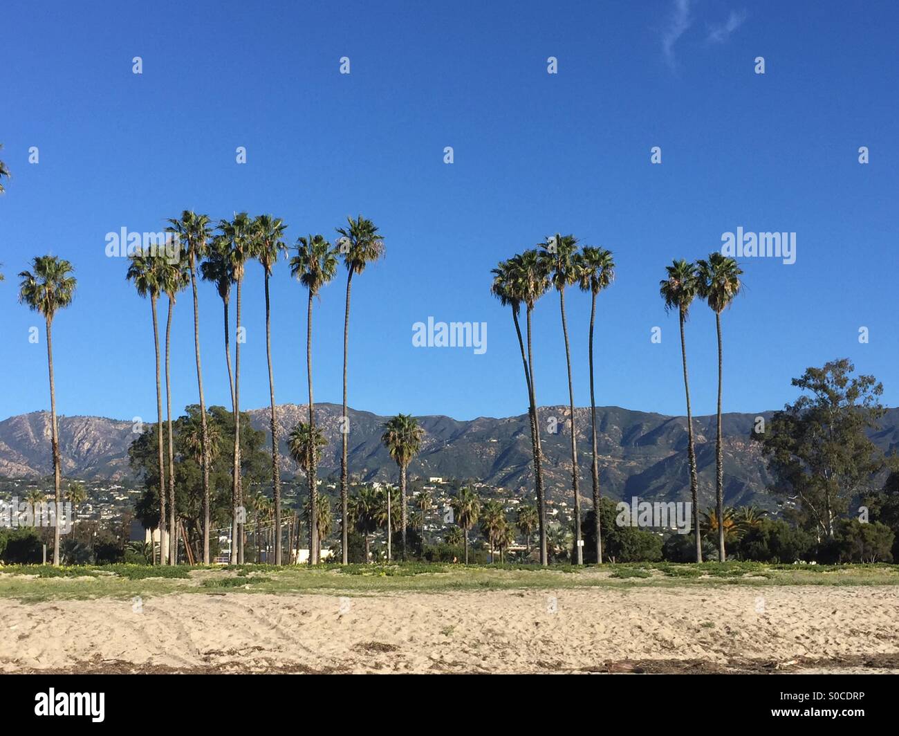 Santa barbara palm trees hi-res stock photography and images - Alamy