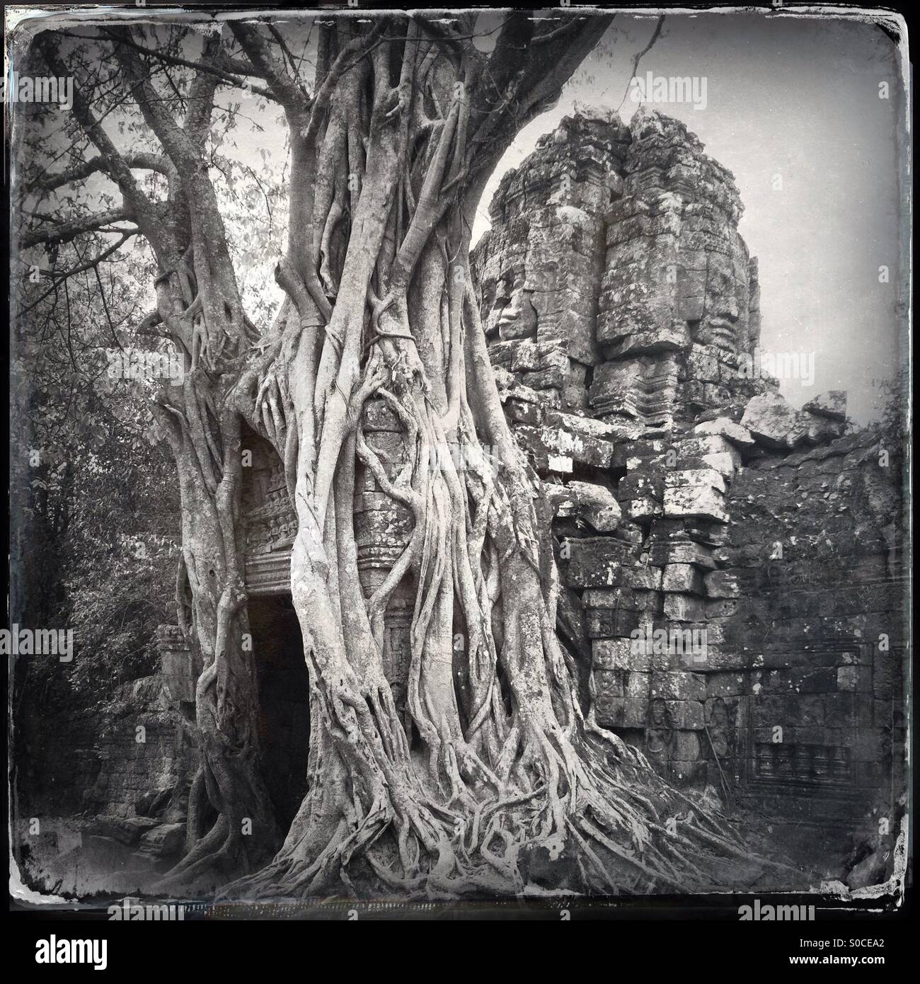 Wat Ta prohm temple with strangler fig tree, Angkor complex, cambodia ...
