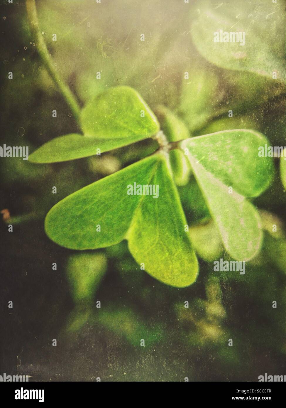 Shamrock shapes hi-res stock photography and images - Alamy