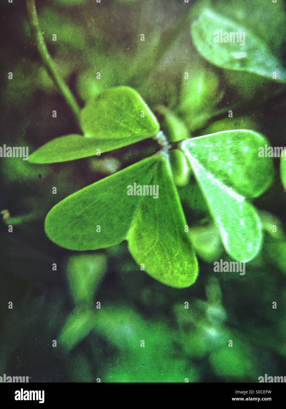 Shamrock shapes hi-res stock photography and images - Alamy