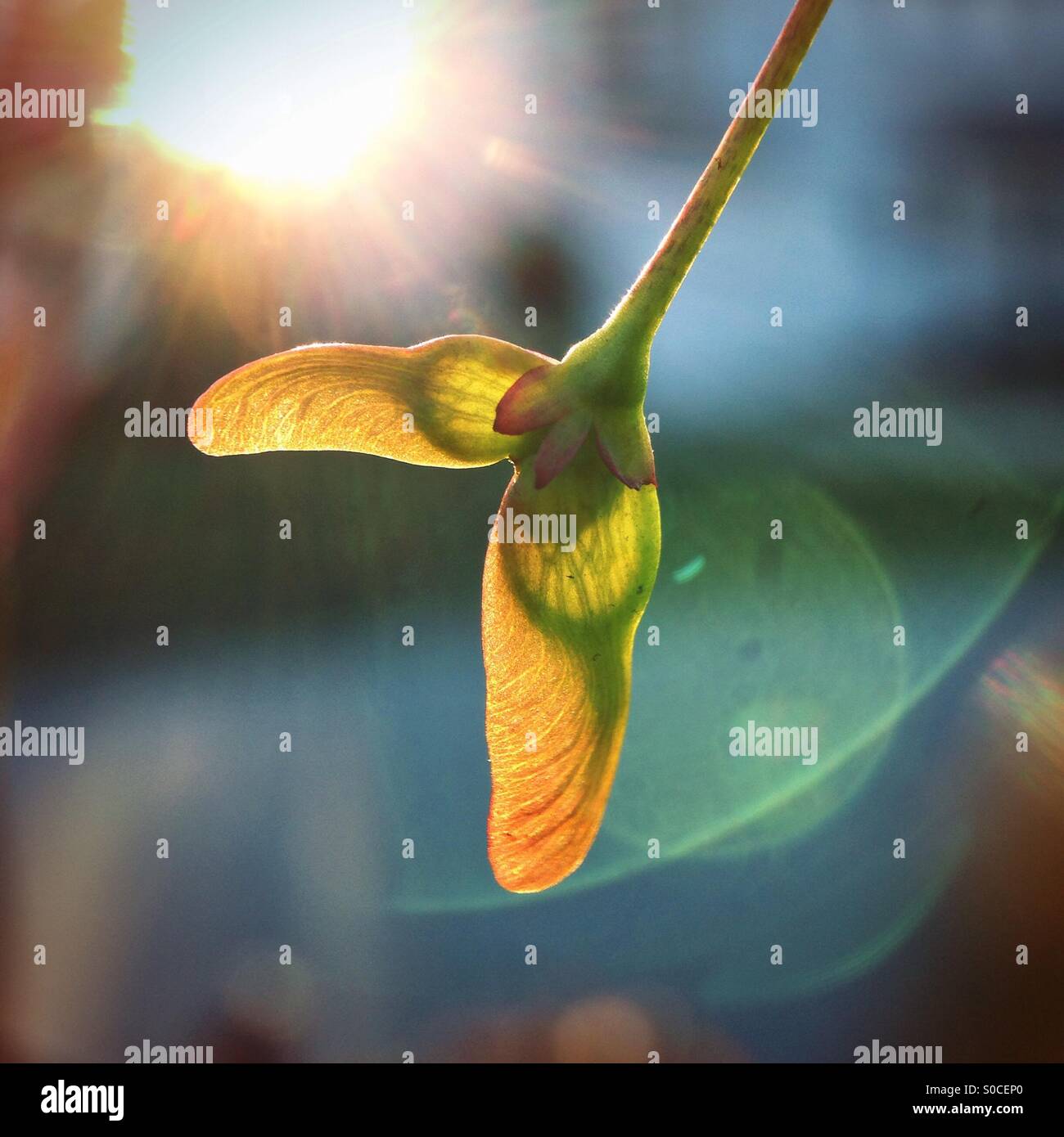 Maple tree helicopter Stock Photo - Alamy