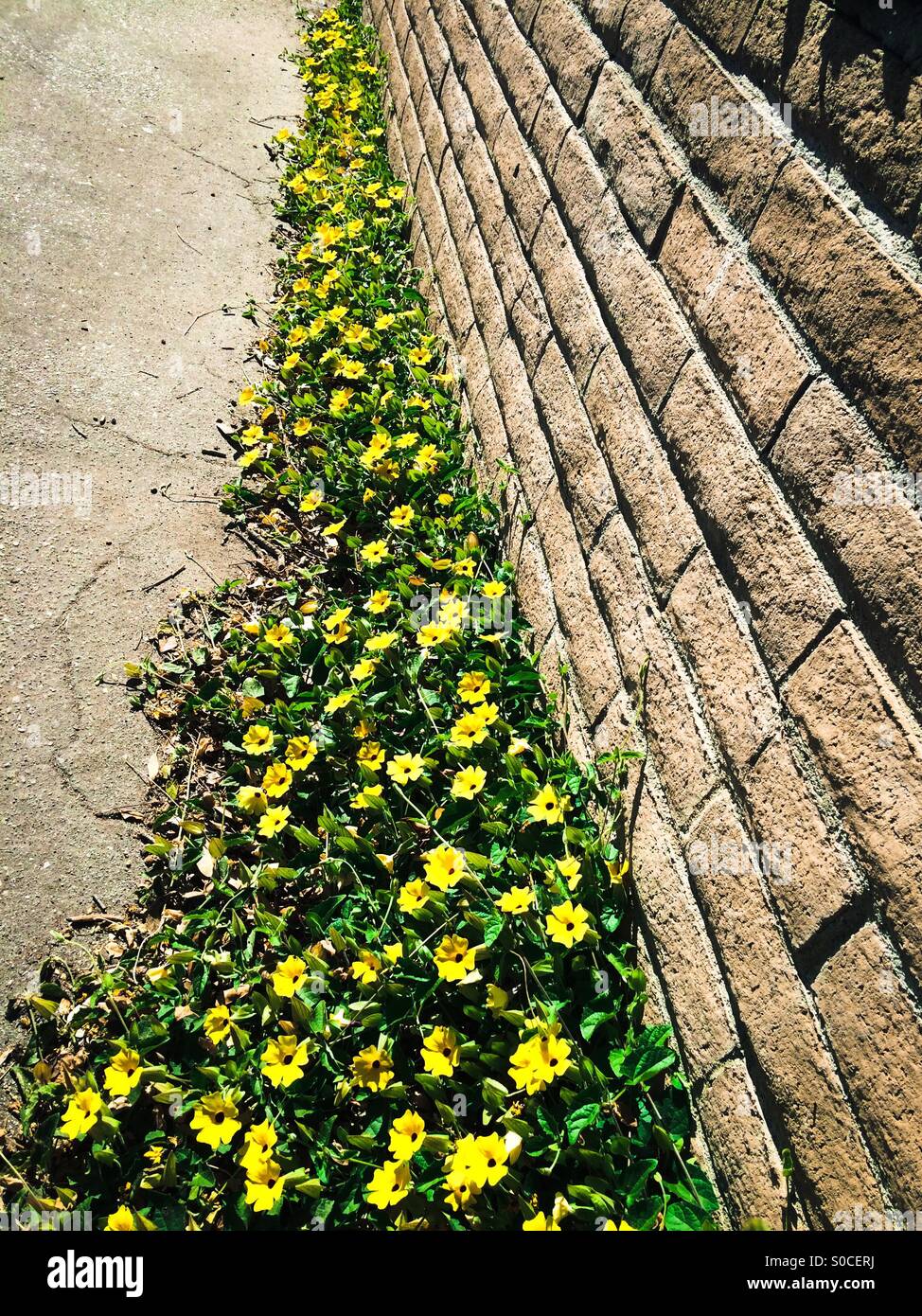 Yellow crawling flowers along a bike path wall in California Stock ...