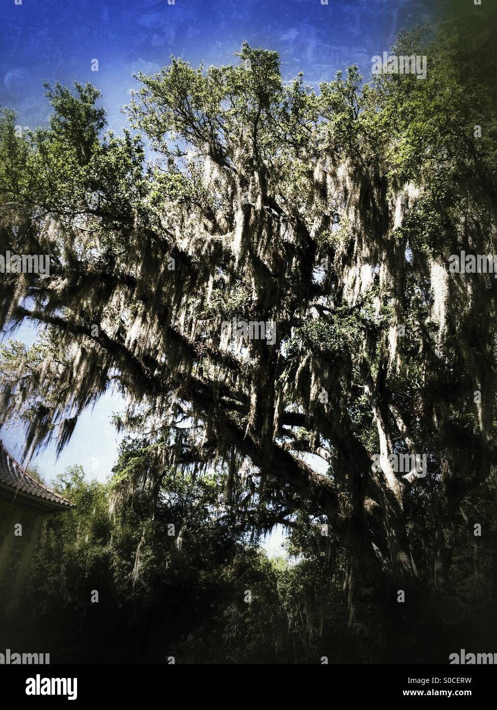 Big oak tree hi-res stock photography and images - Alamy