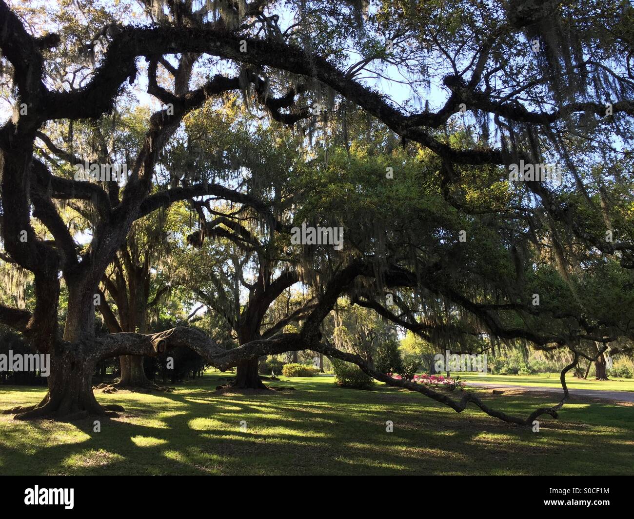 Big oak trees hi-res stock photography and images - Alamy