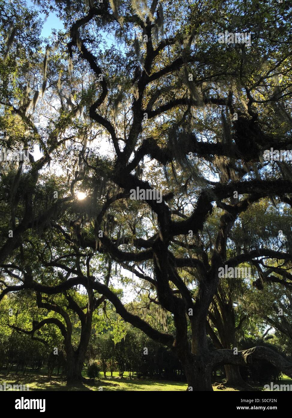 Big bayou hi-res stock photography and images - Alamy
