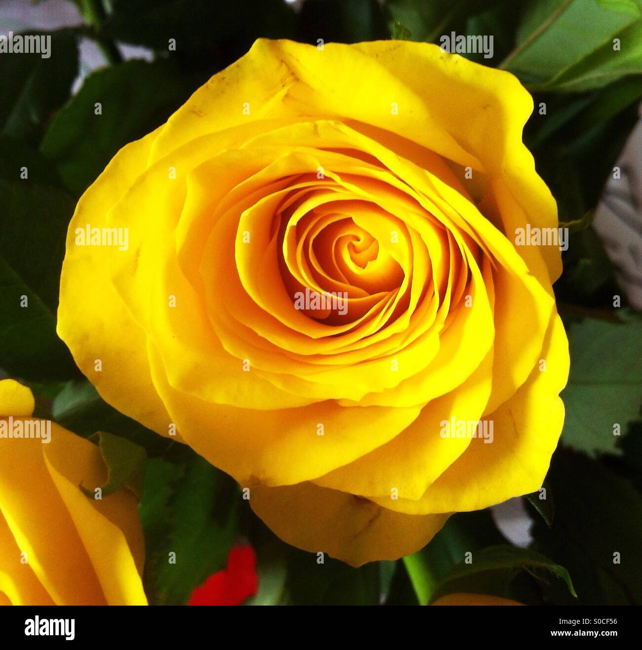 Light yellow rose hi-res stock photography and images - Alamy