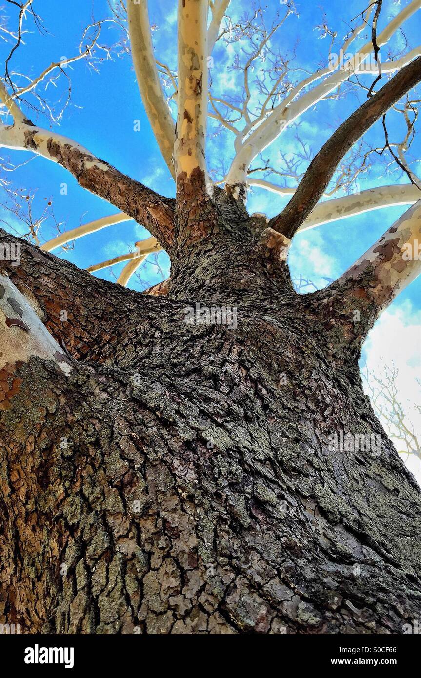 Sycamore tree winter hi-res stock photography and images - Alamy