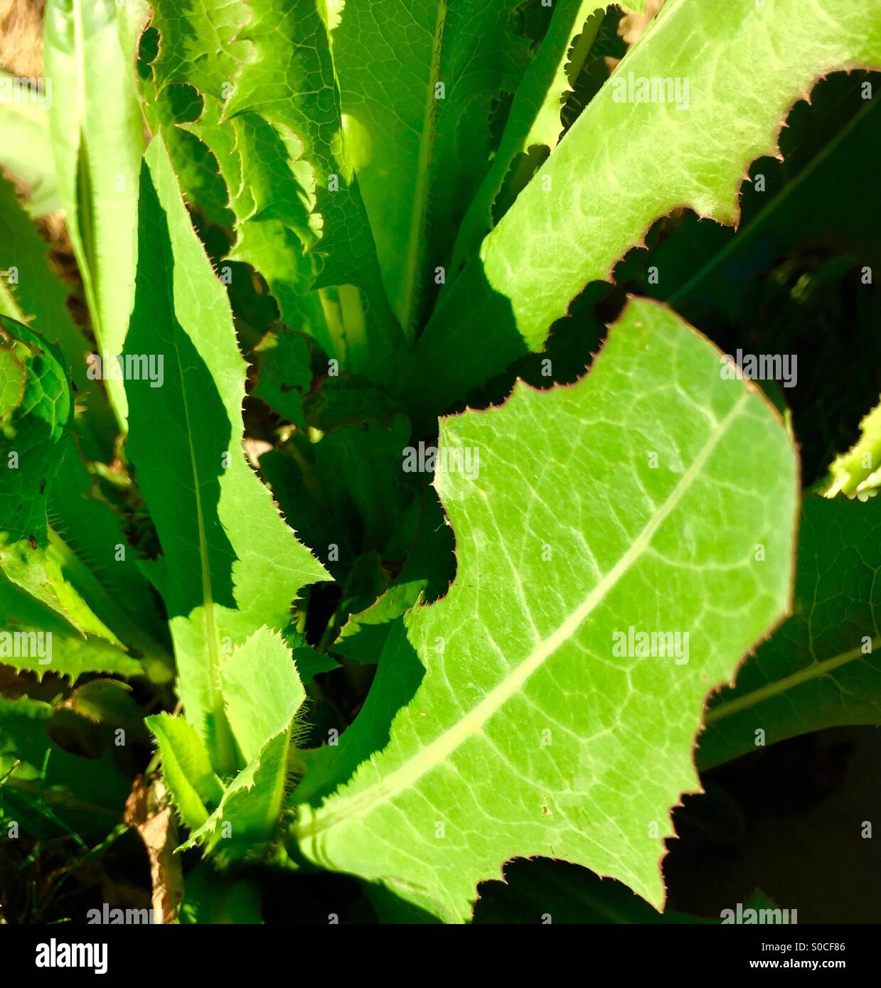 Dandelion greens hi-res stock photography and images - Alamy