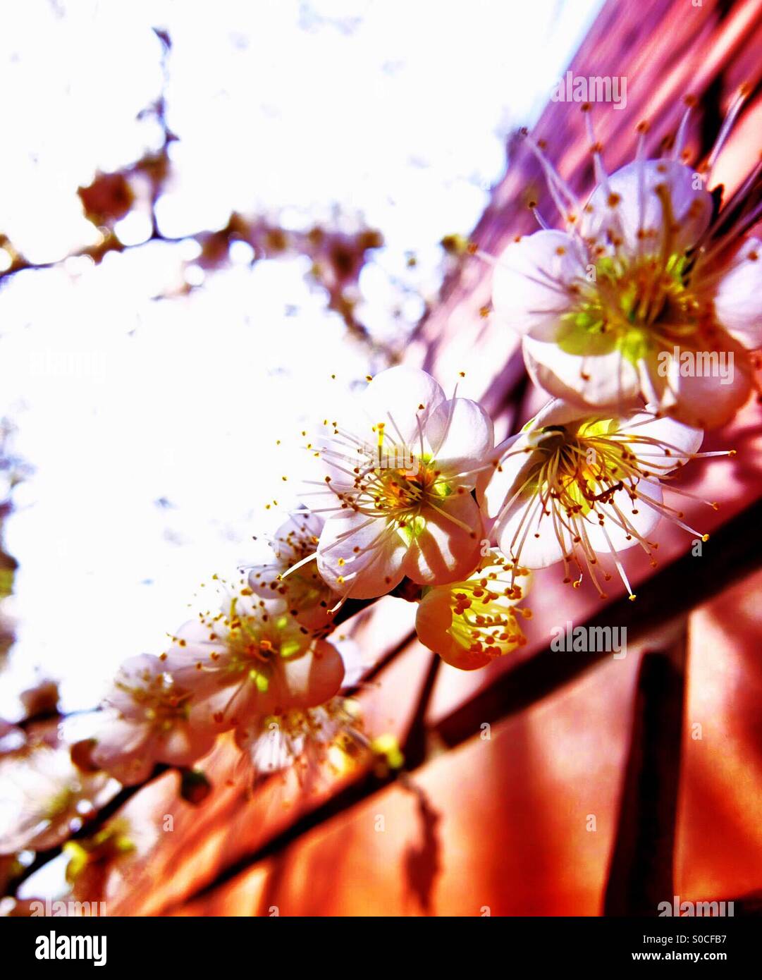 Plum flower hi-res stock photography and images - Alamy