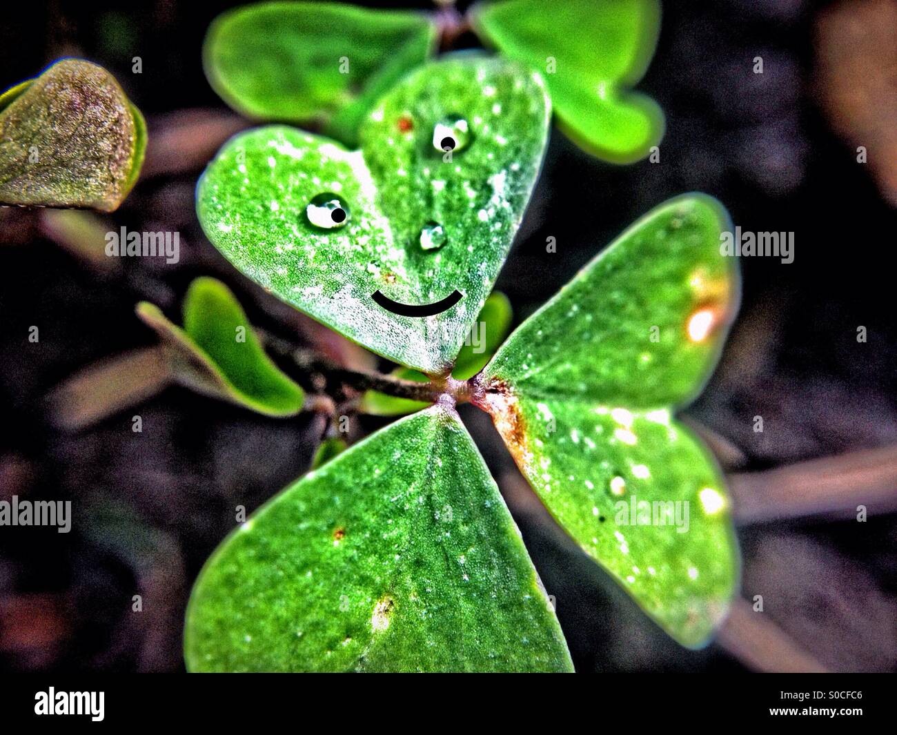 Smiley face on a shamrock leaf Stock Photo - Alamy