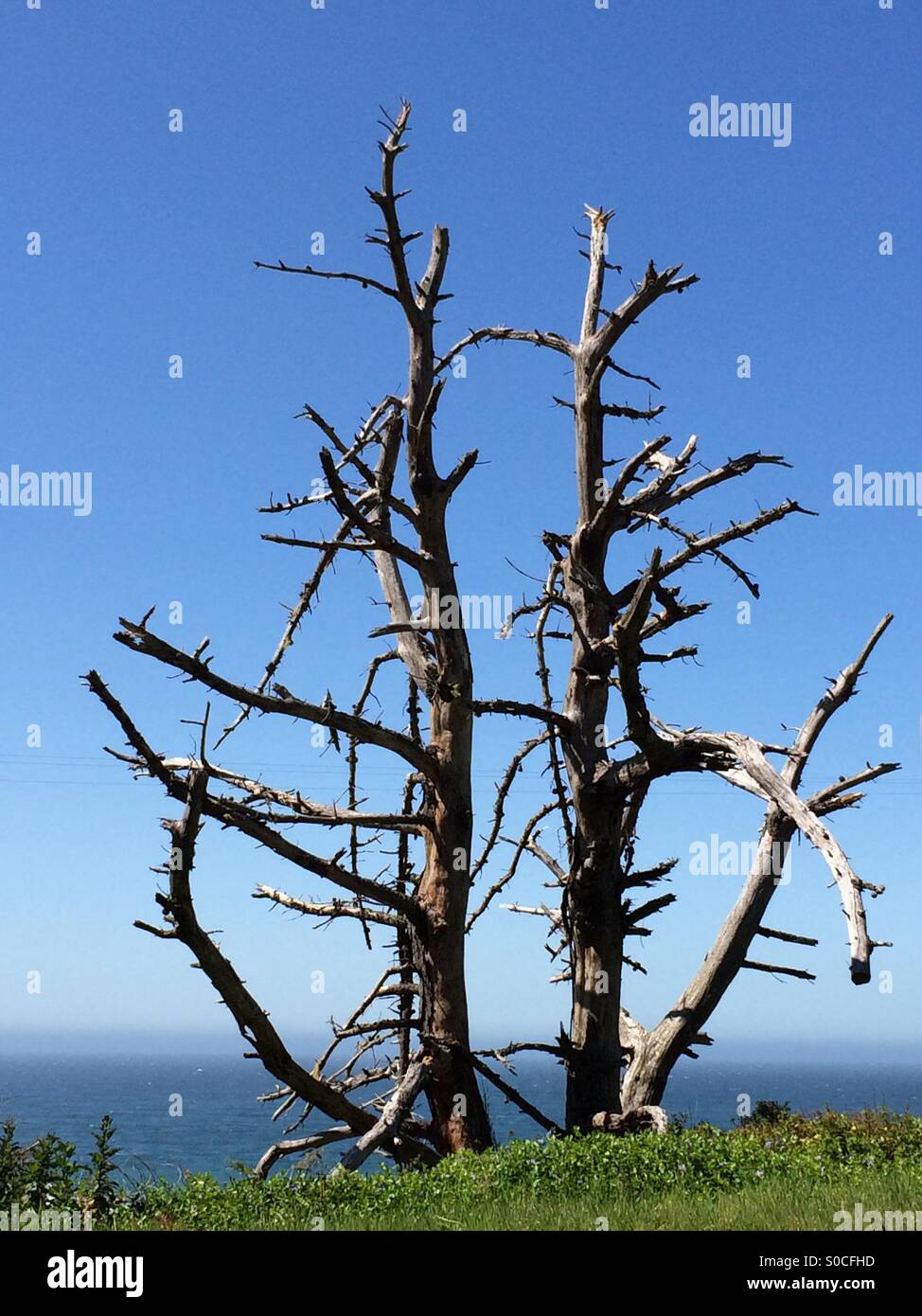 Ocean dead wood hi-res stock photography and images - Alamy