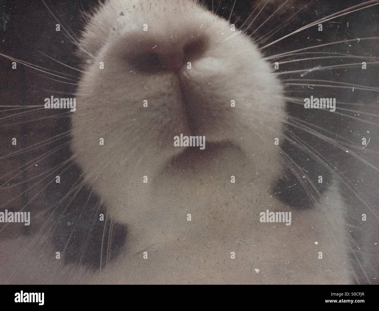 Close up of a young male Dutch rabbit with a vintage style overlay ...