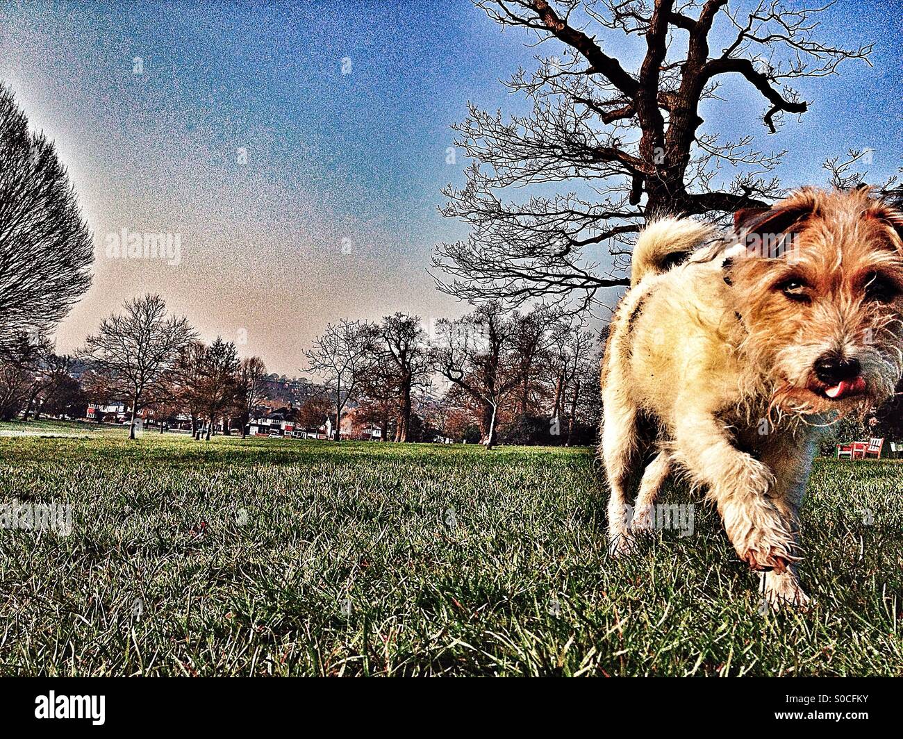 Dog walking to camera Stock Photo - Alamy