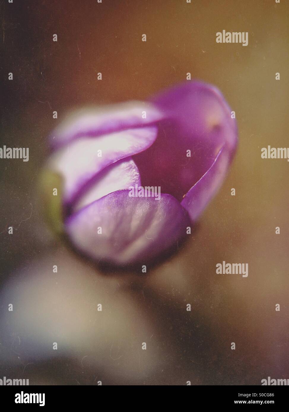 Purple bud hi-res stock photography and images - Alamy