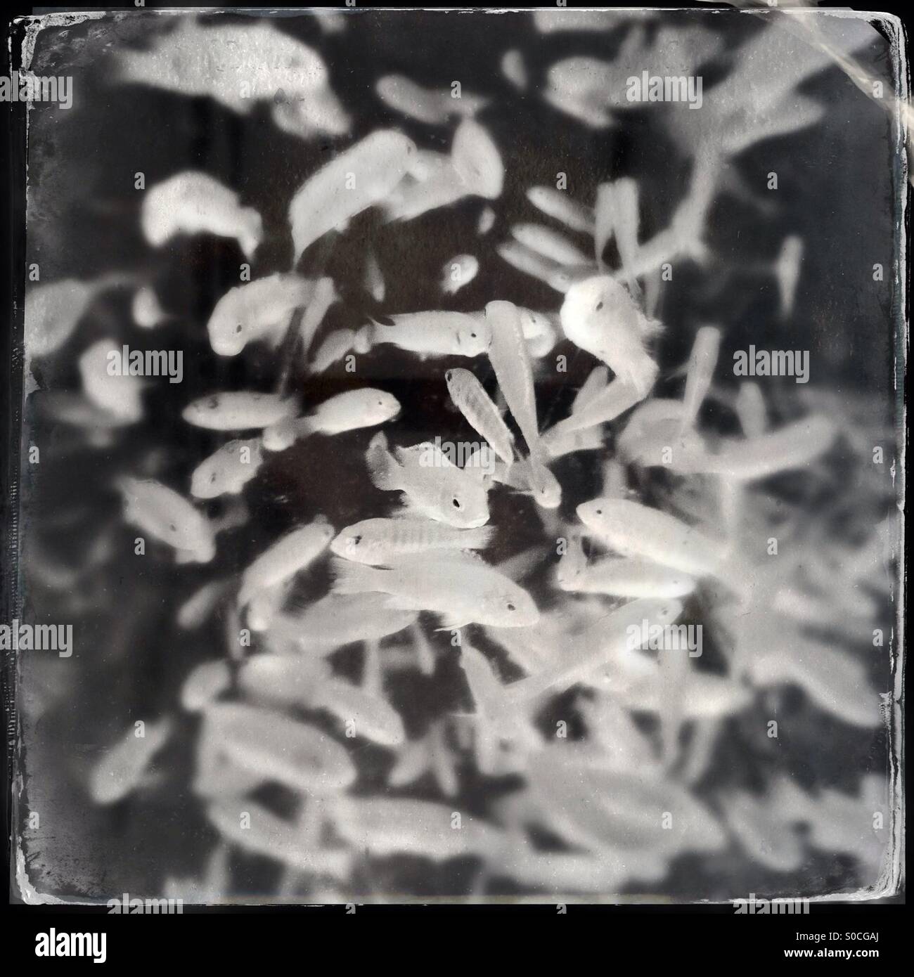 Shoal of Tiny fish Stock Photo - Alamy