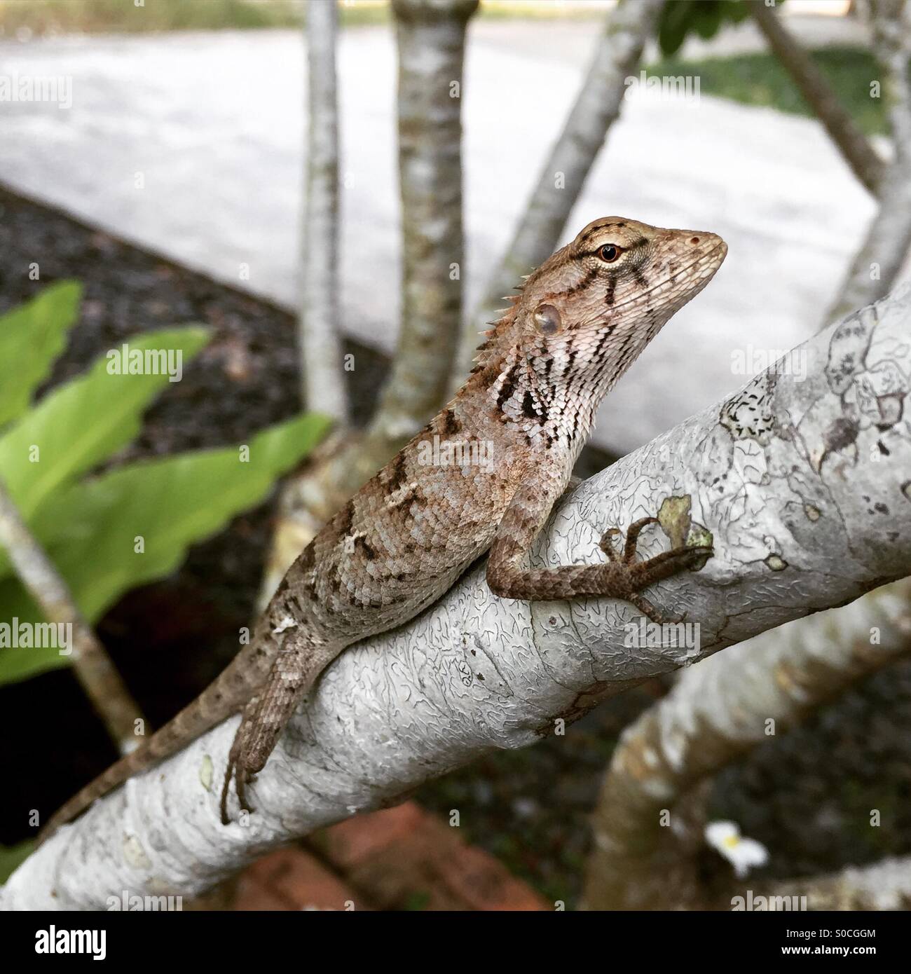 Daytime of thailand hi-res stock photography and images - Alamy