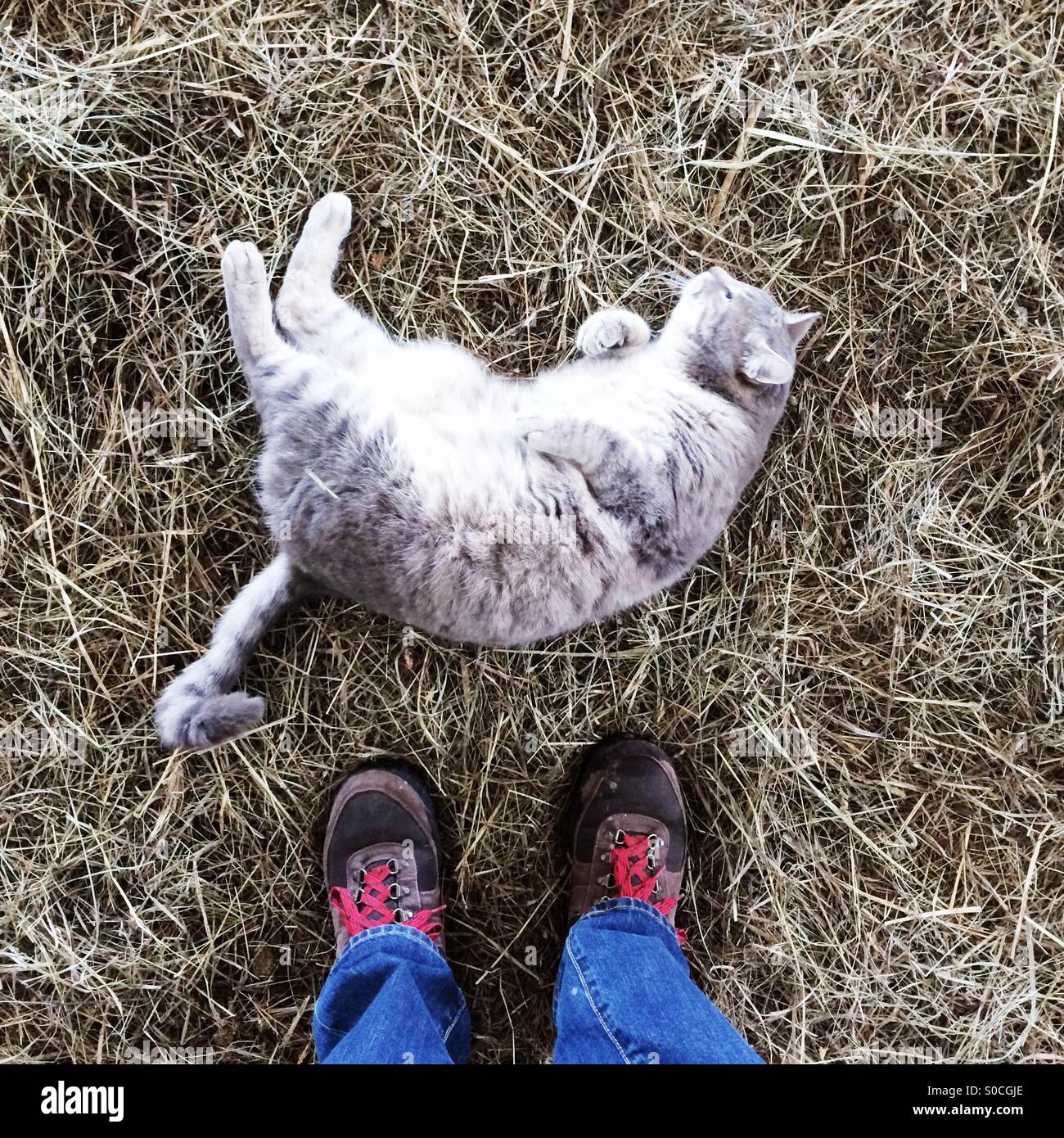Cat rolling around hi-res stock photography and images - Alamy