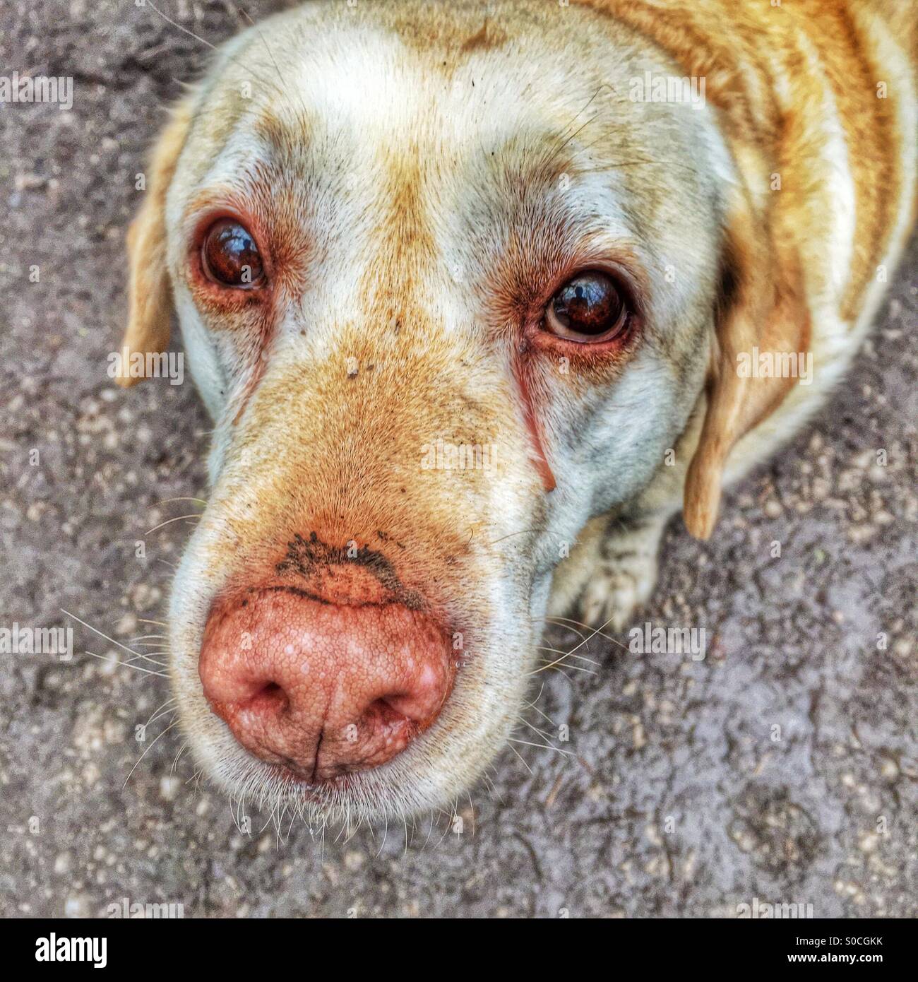 Labrador dog face hi-res stock photography and images - Alamy