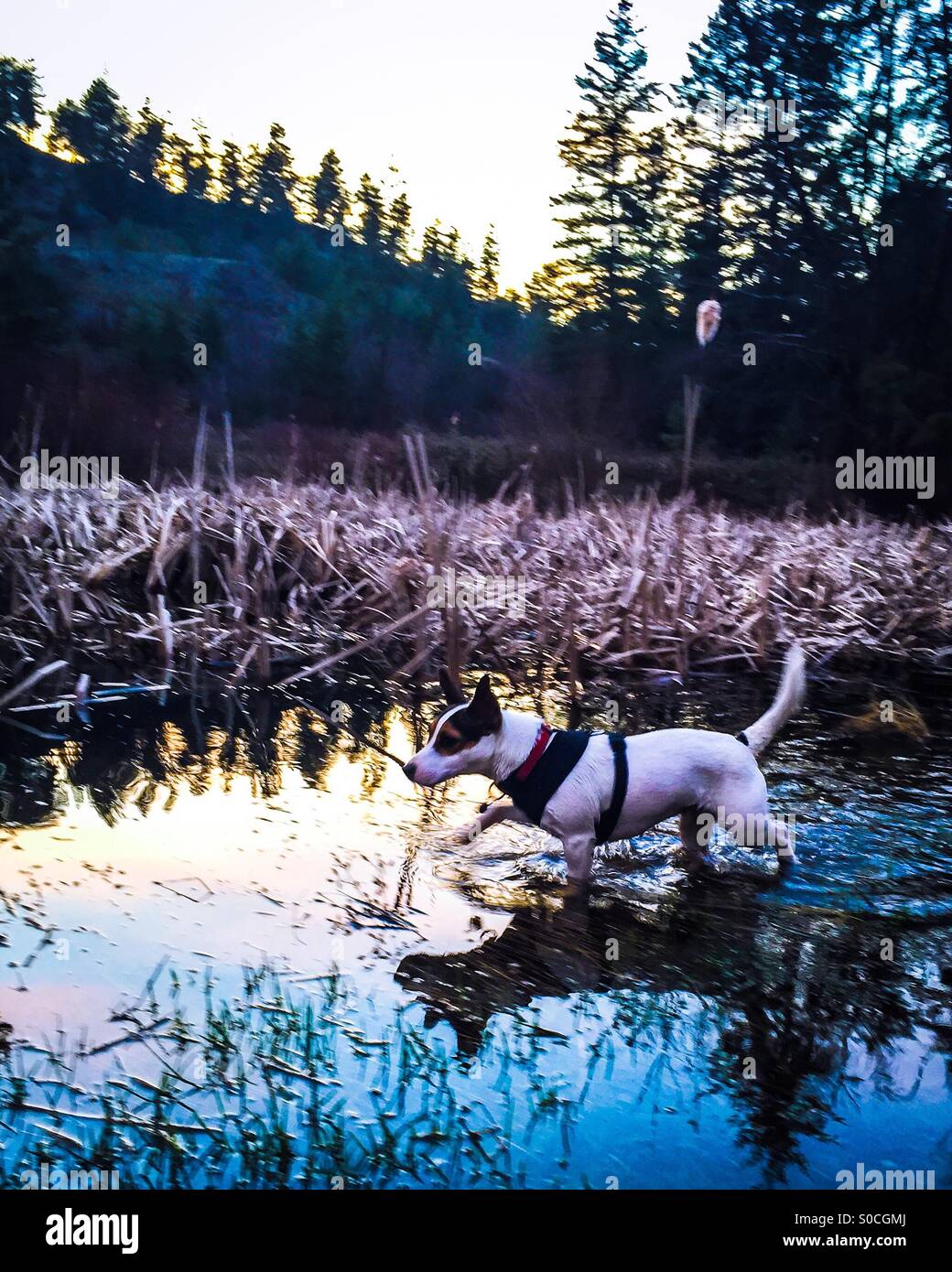 Walking in pond hi-res stock photography and images - Alamy