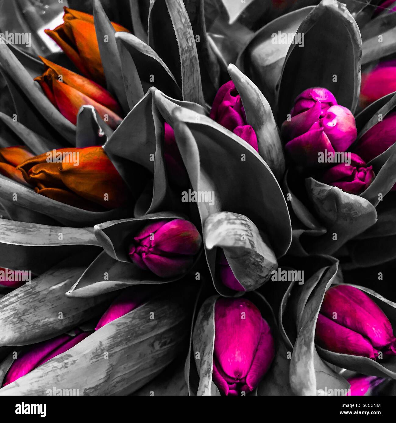 Large bouquet of tulips hi-res stock photography and images - Alamy