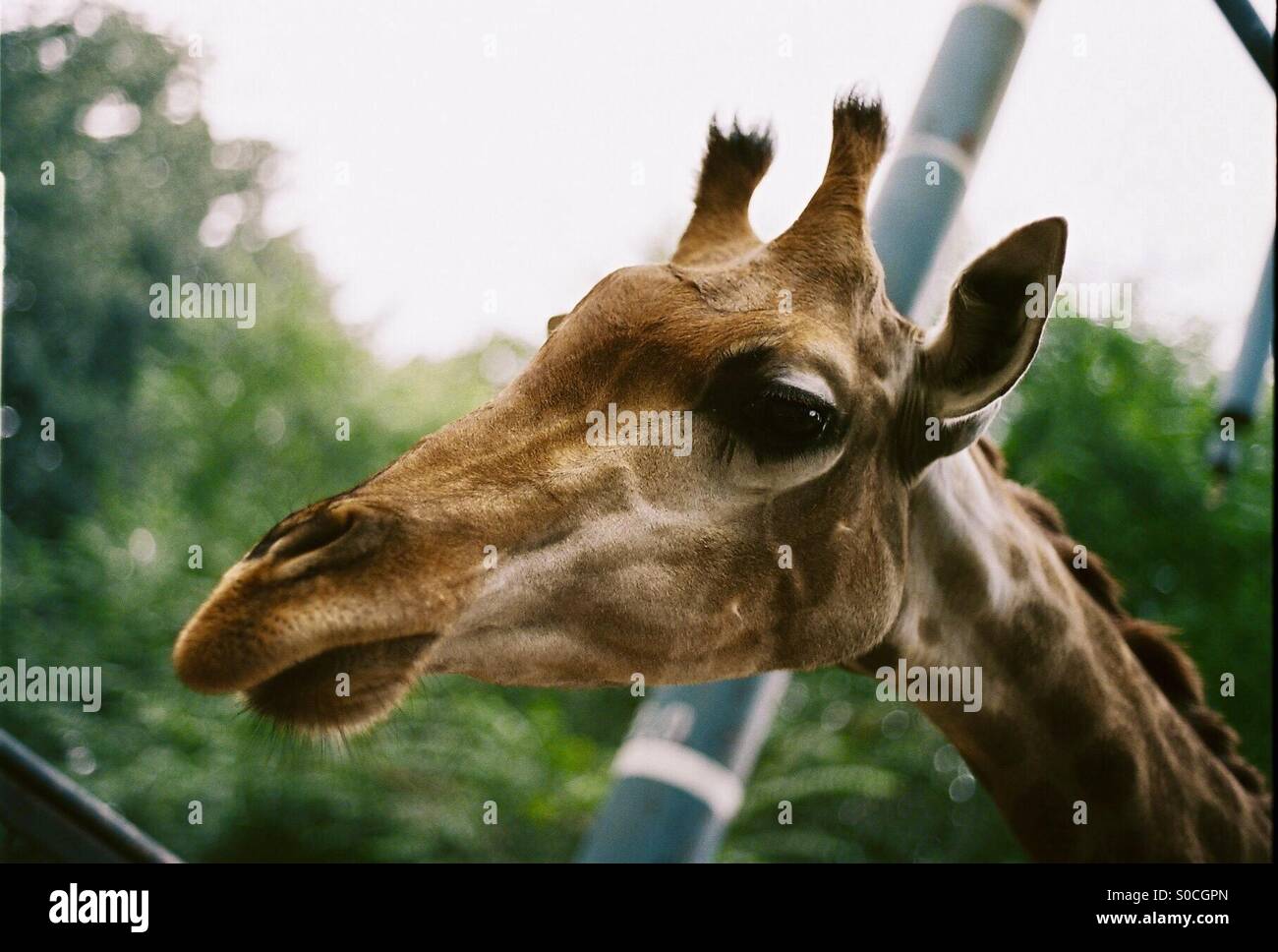 Beijing animal hi-res stock photography and images - Alamy