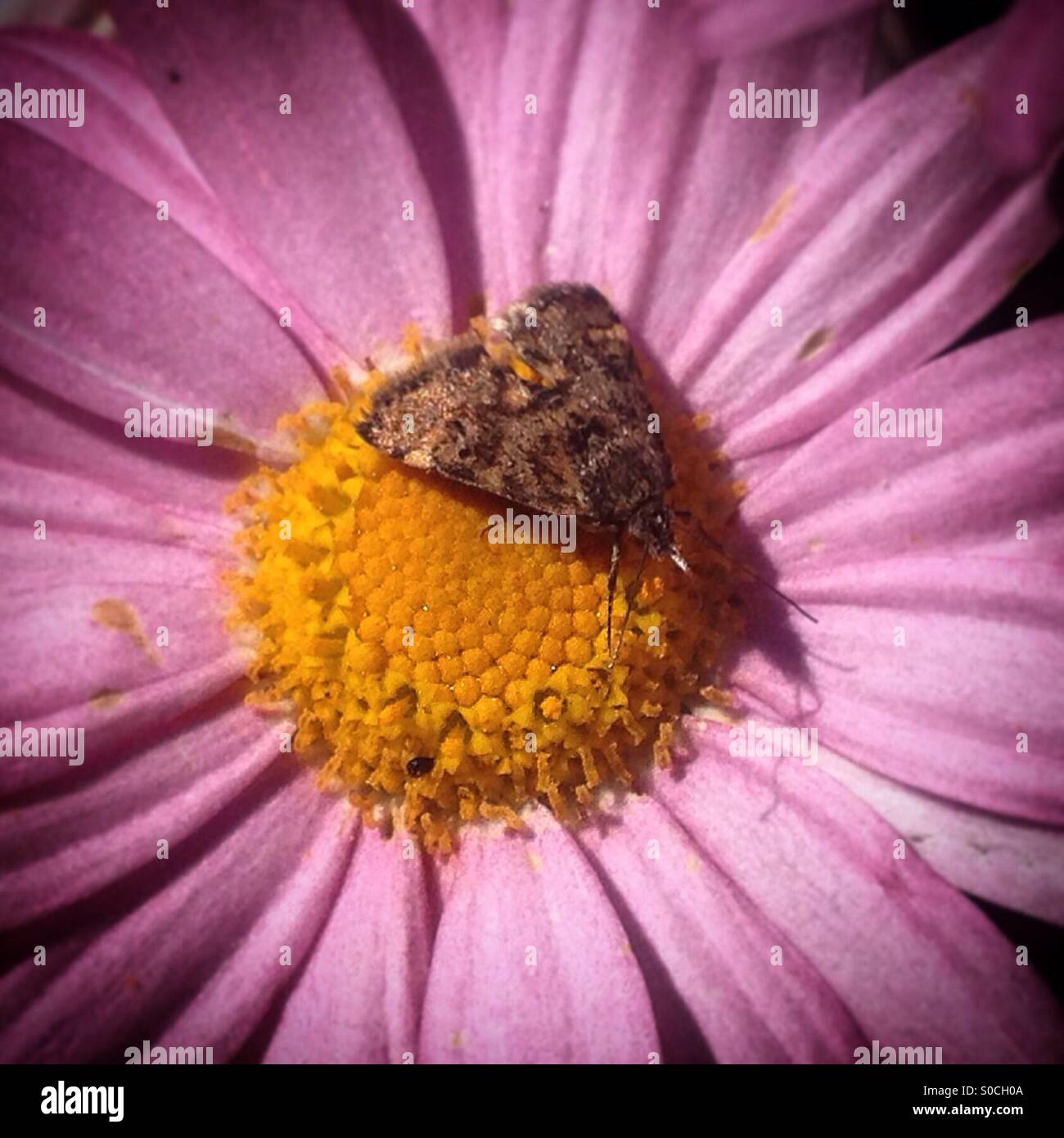 A moth perchs on a pink daisy in Horta da Vila, Alvito, Portugal Stock ...