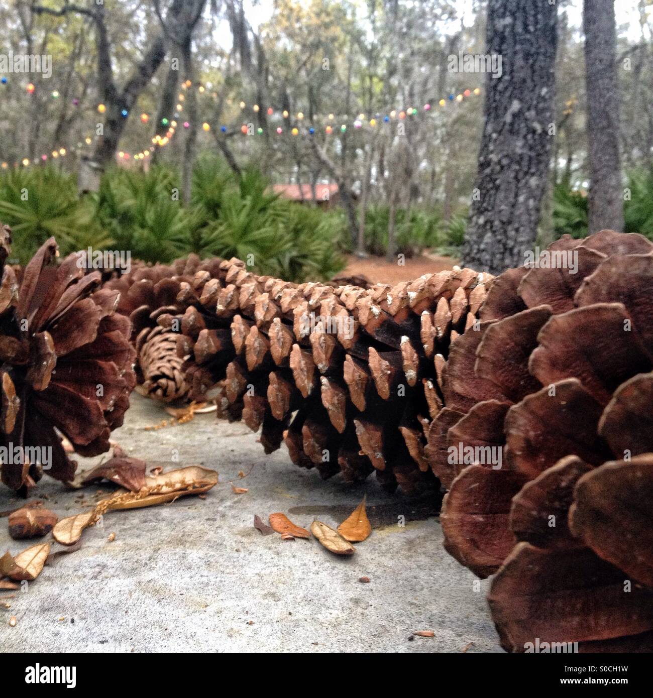 Pinecones and christmas lights Stock Photo - Alamy