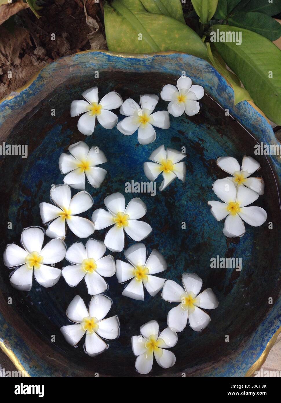 Tiare flower hi-res stock photography and images - Alamy