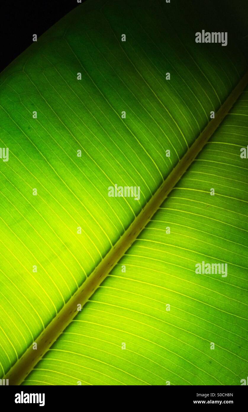 Green leaf backlight Stock Photo - Alamy