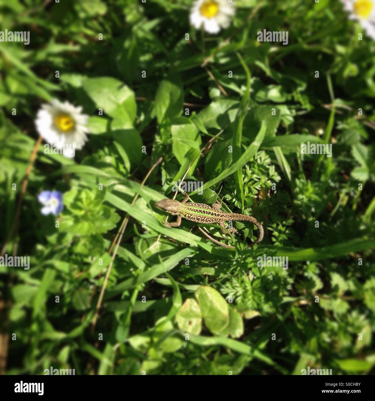 Lizard spring hi-res stock photography and images - Alamy
