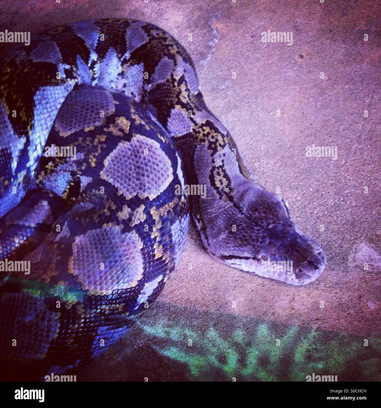 Big python snake hi-res stock photography and images - Alamy