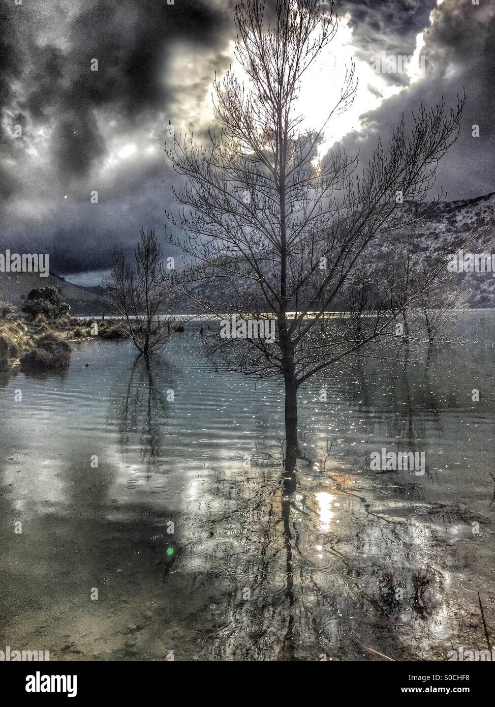 Tree mirror hi-res stock photography and images - Alamy