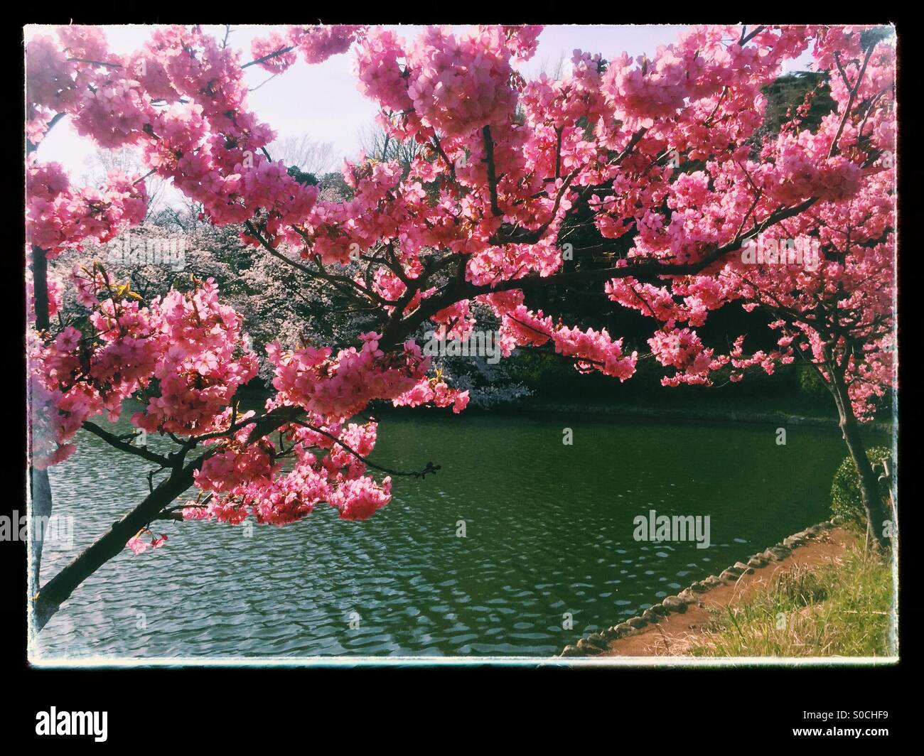 Pond with Yokohamahizakura, a variety of Sakura or cherry blossom with ...
