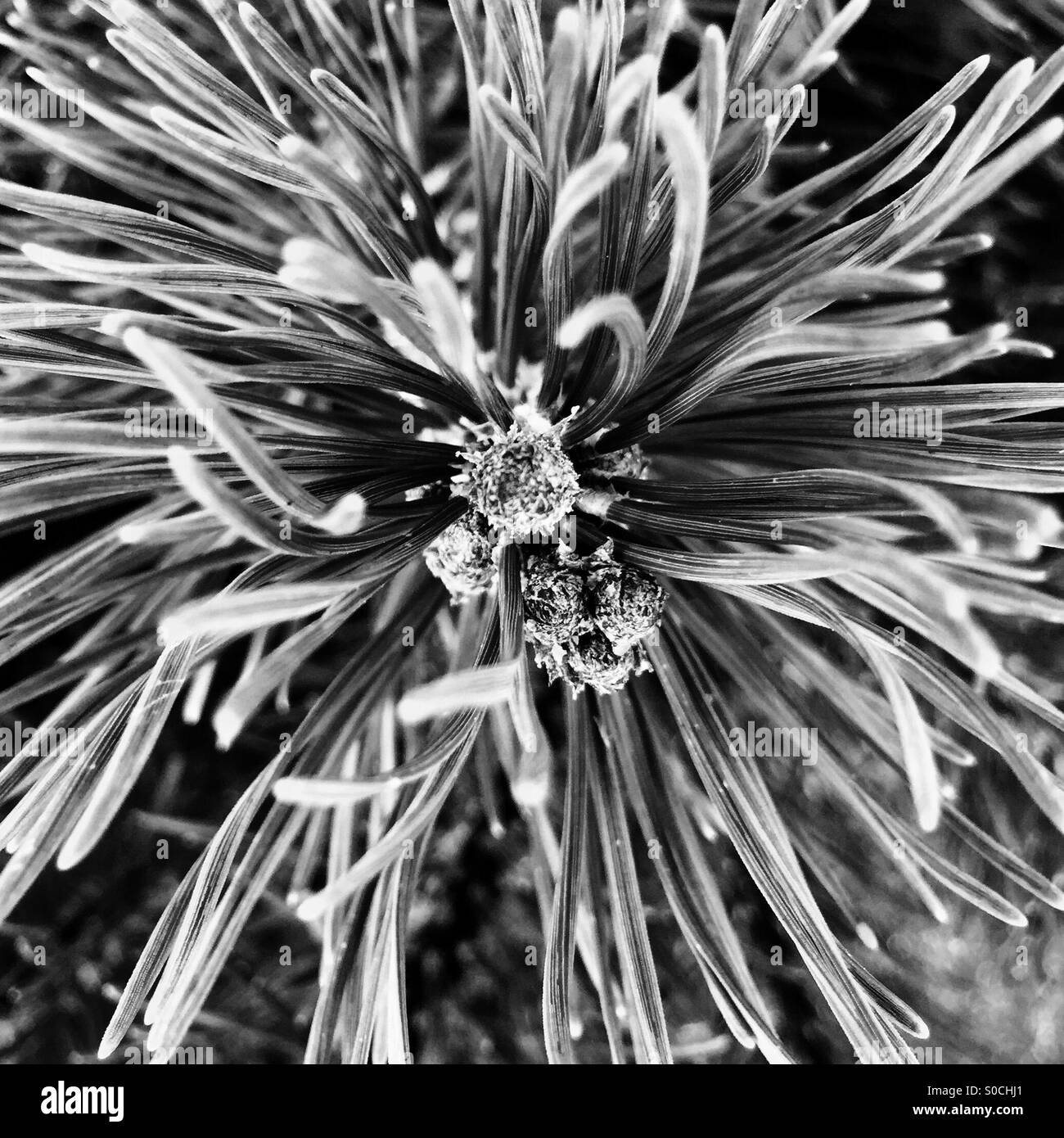 Spiky shrub hi-res stock photography and images - Alamy