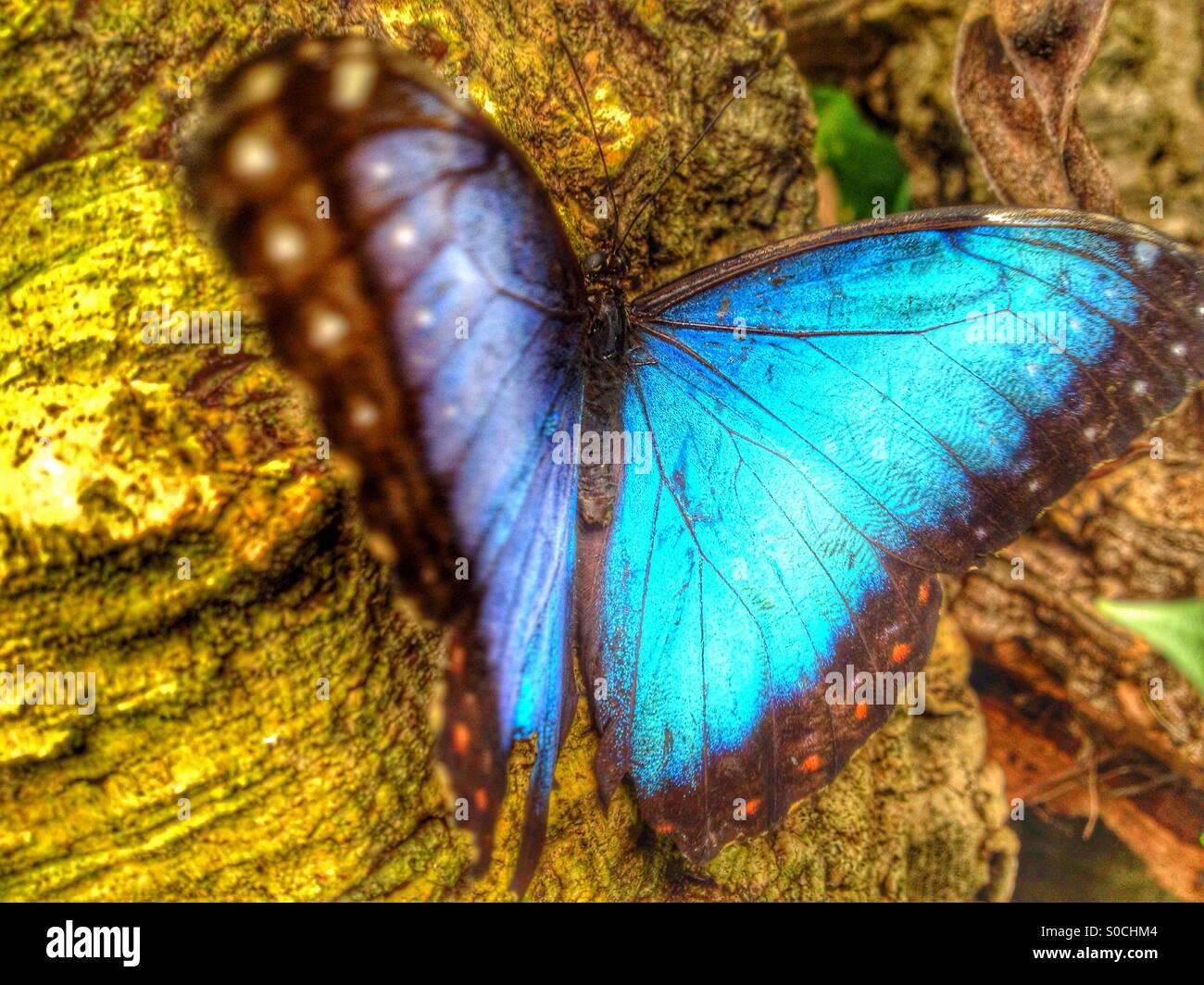 Blue Morpho butterfly on tree Stock Photo - Alamy