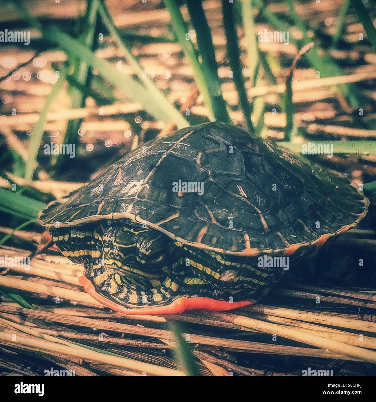 Young turtle in its shell Stock Photo - Alamy